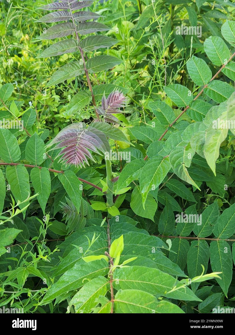 tree-of-heaven (Ailanthus altissima Stock Photo - Alamy