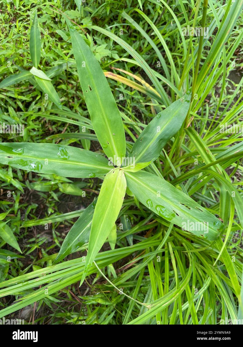 Virginia Dayflower (Commelina virginica Stock Photo - Alamy