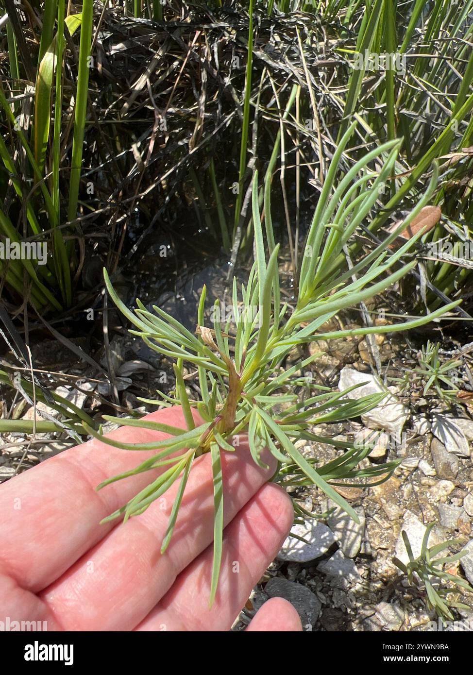 Annual seepweed hi-res stock photography and images - Alamy
