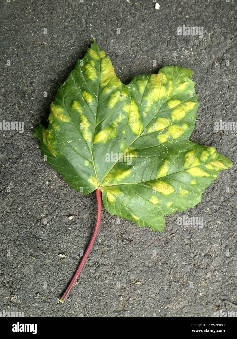 Sycamore Felt Gall Mite (Aceria pseudoplatani Stock Photo - Alamy