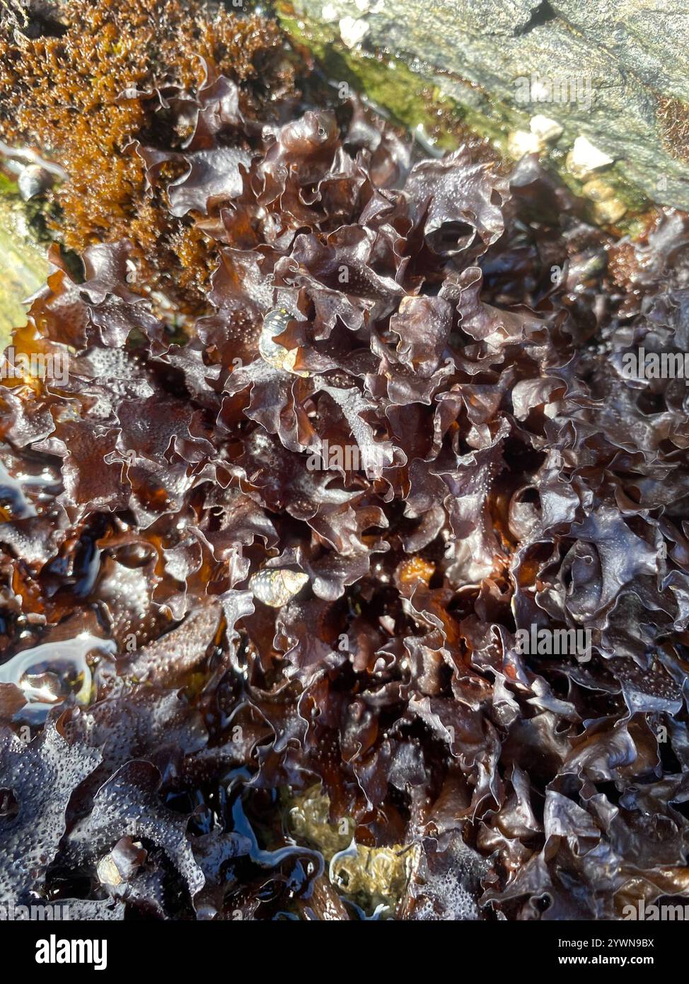 encrusting red algae (Mastocarpus Stock Photo - Alamy