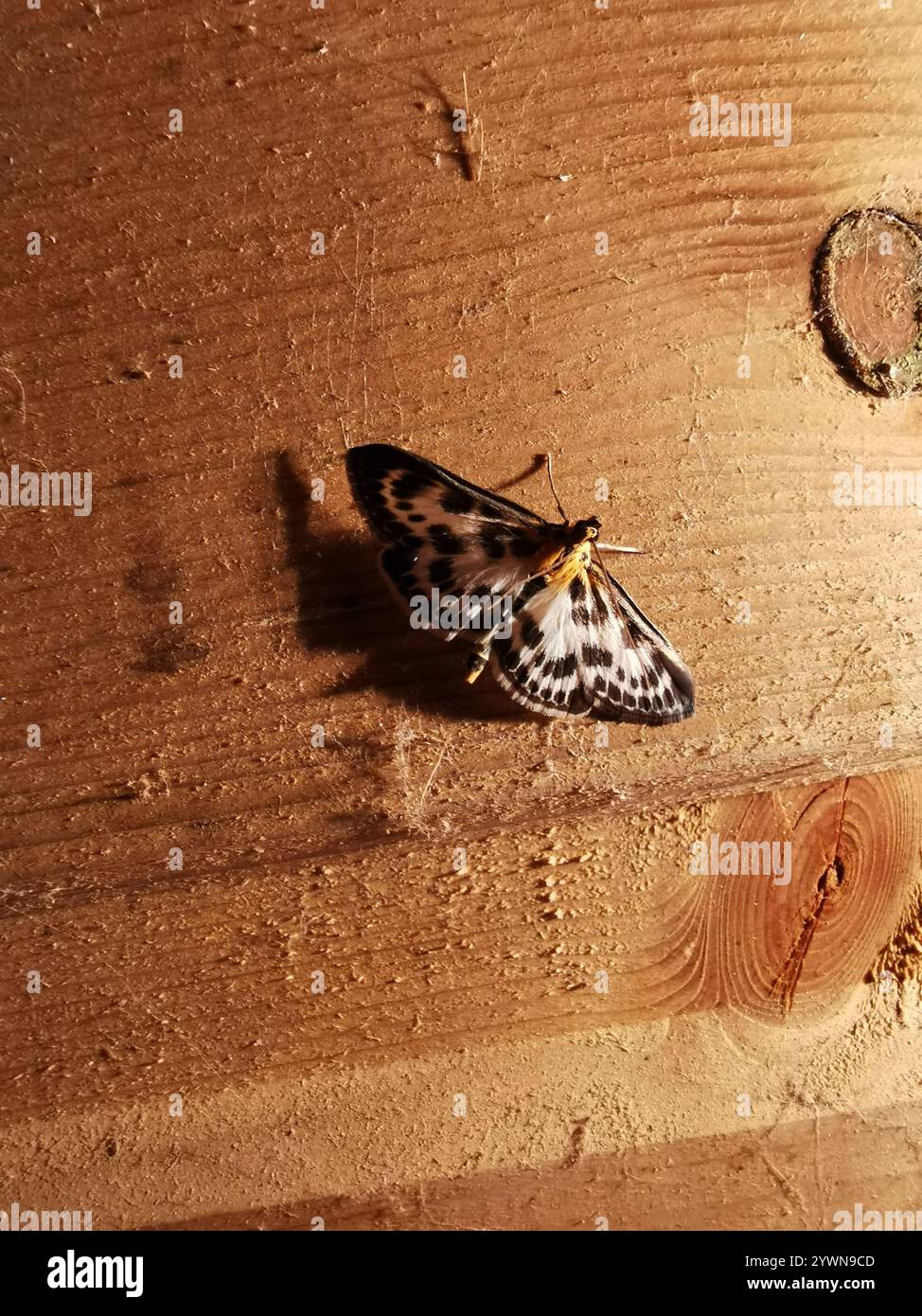 Small Magpie (Anania hortulata Stock Photo - Alamy