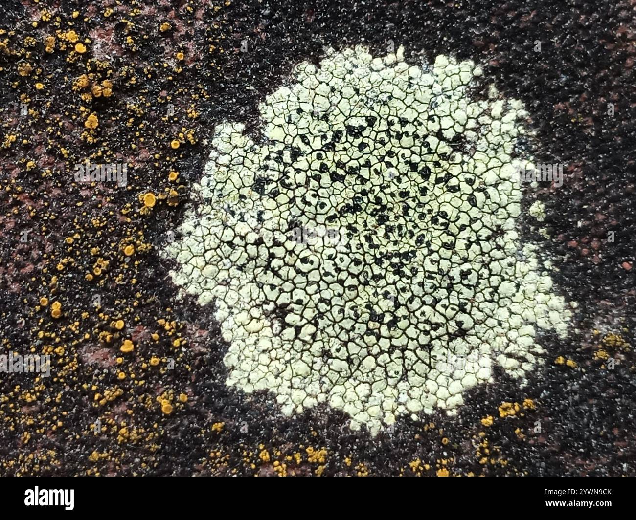 yellow map lichen (Rhizocarpon geographicum Stock Photo - Alamy