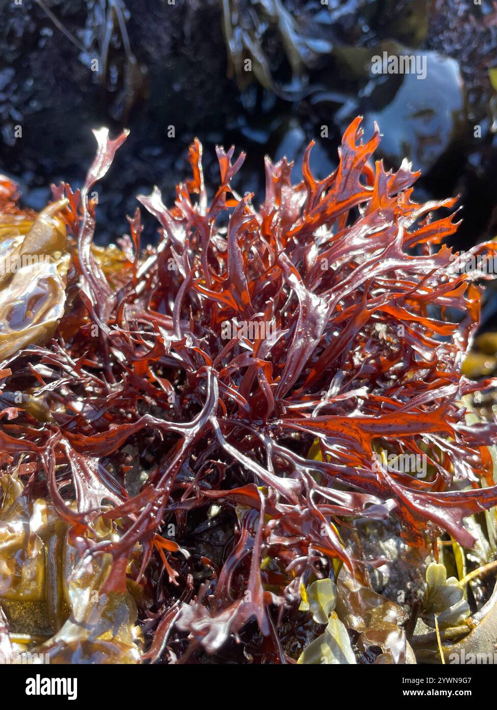 red algae (Rhodophyta Stock Photo - Alamy
