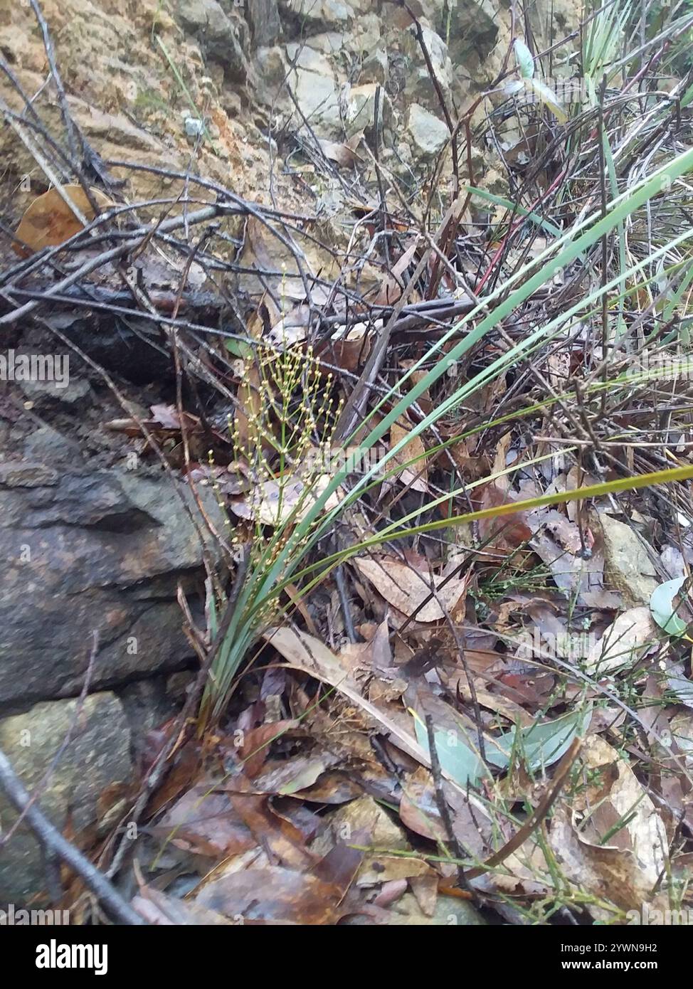 Lomandra grass hi-res stock photography and images - Alamy
