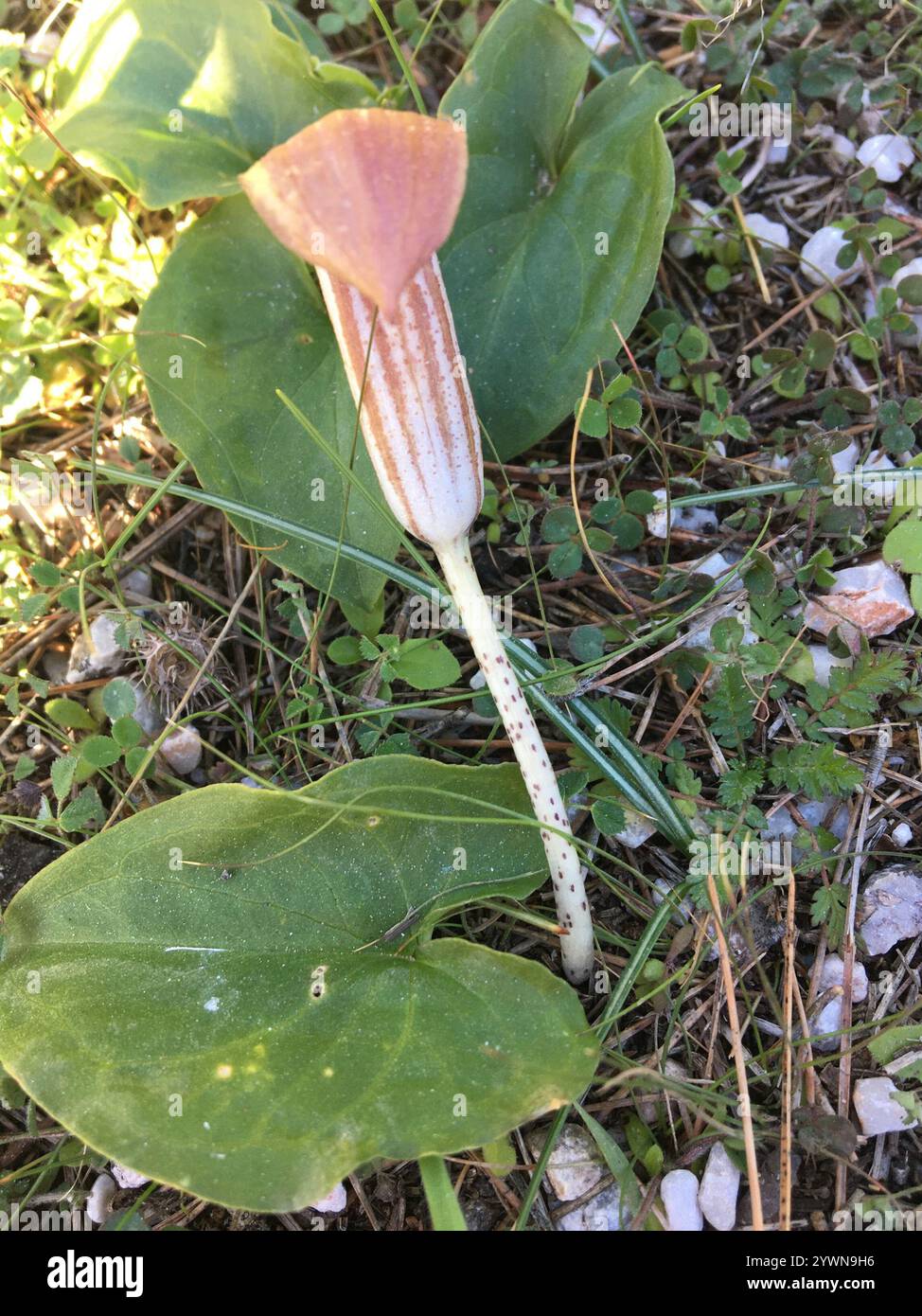Friar's-cowl (Arisarum vulgare Stock Photo - Alamy