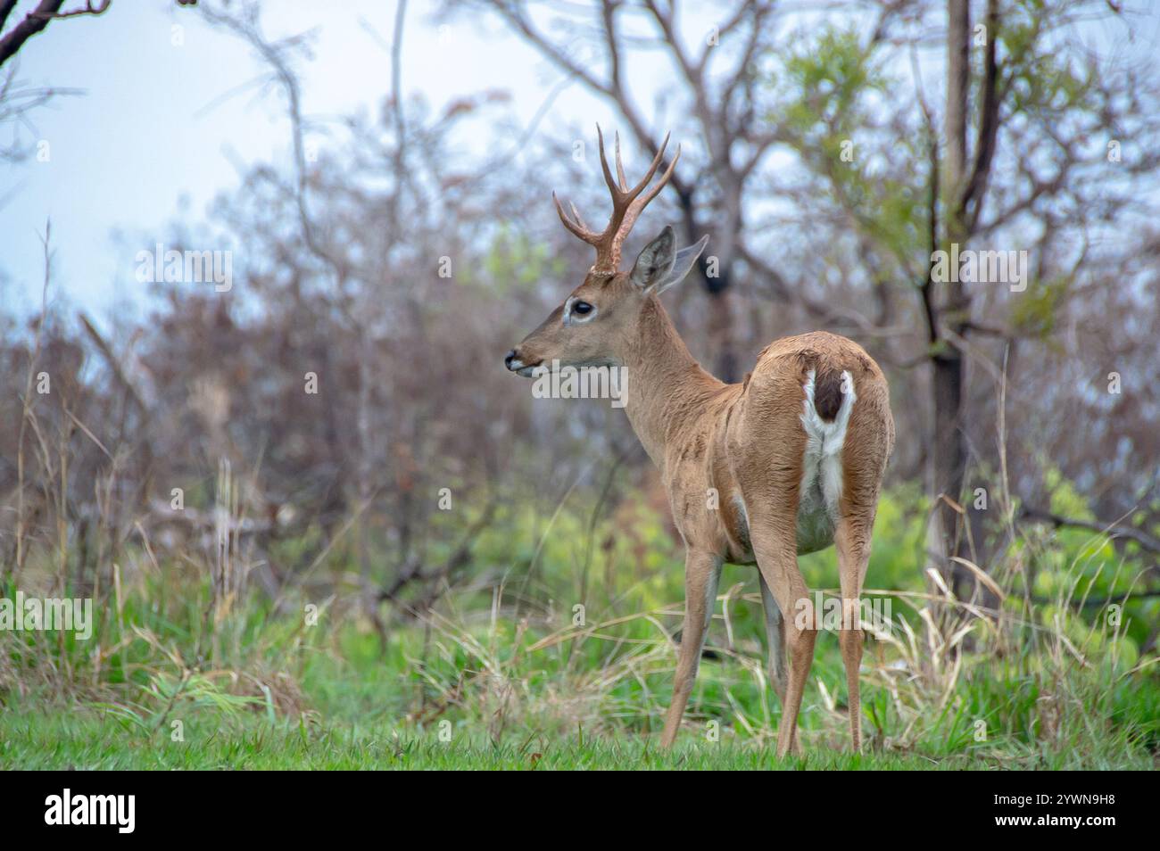 Pampas Deer (Ozotoceros bezoarticus Stock Photo - Alamy