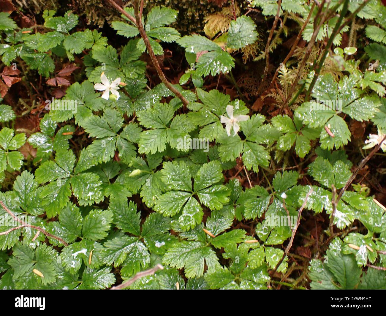 Five-leaf Dwarf Bramble (Rubus pedatus Stock Photo - Alamy