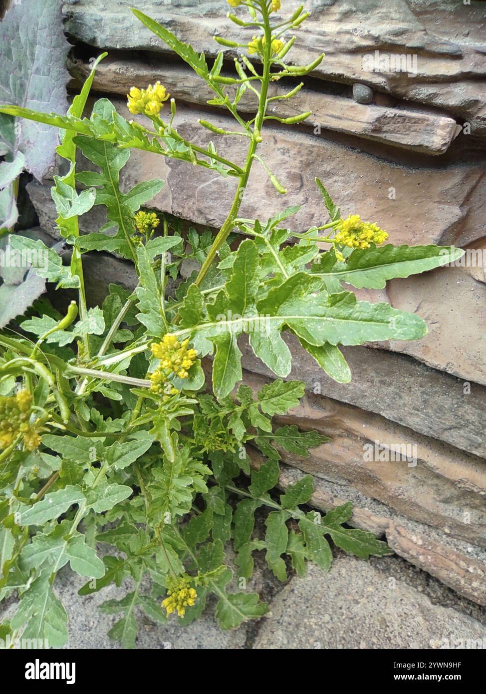 Bog Yellowcress (Rorippa palustris Stock Photo - Alamy