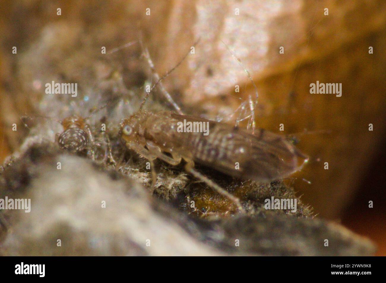 Barklice, Booklice, and Parasitic Lice (Psocodea Stock Photo - Alamy