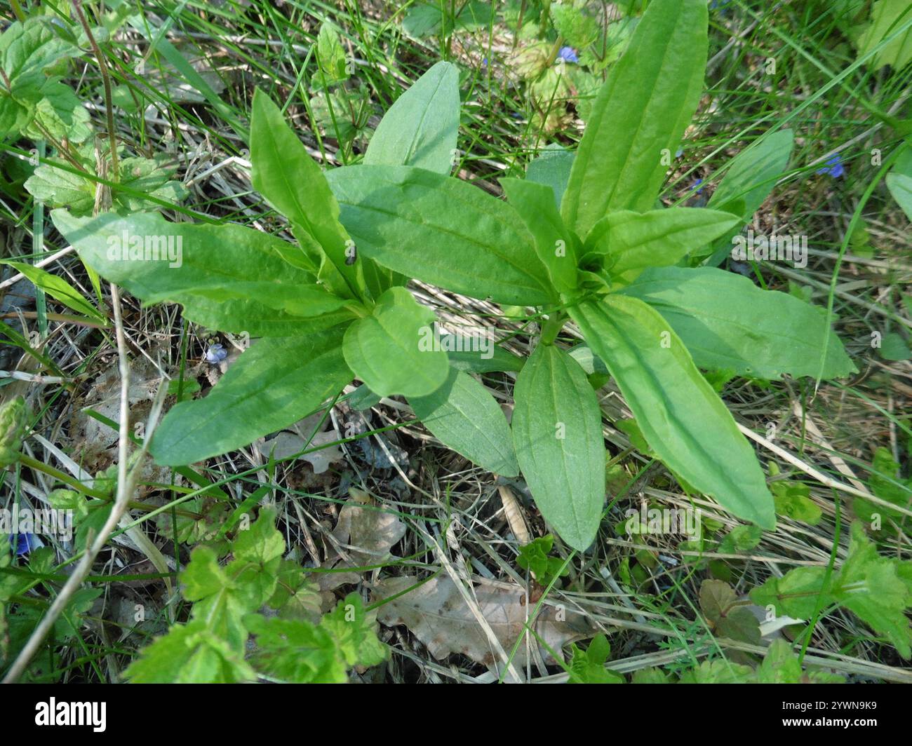 common soapwort (Saponaria officinalis Stock Photo - Alamy