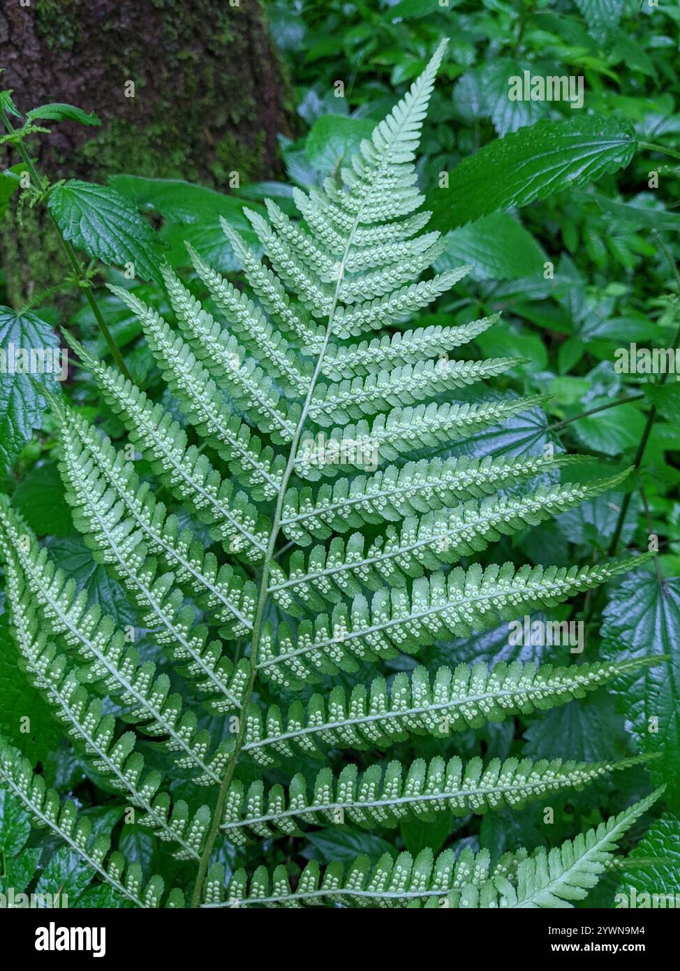 male fern (Dryopteris filix-mas Stock Photo - Alamy