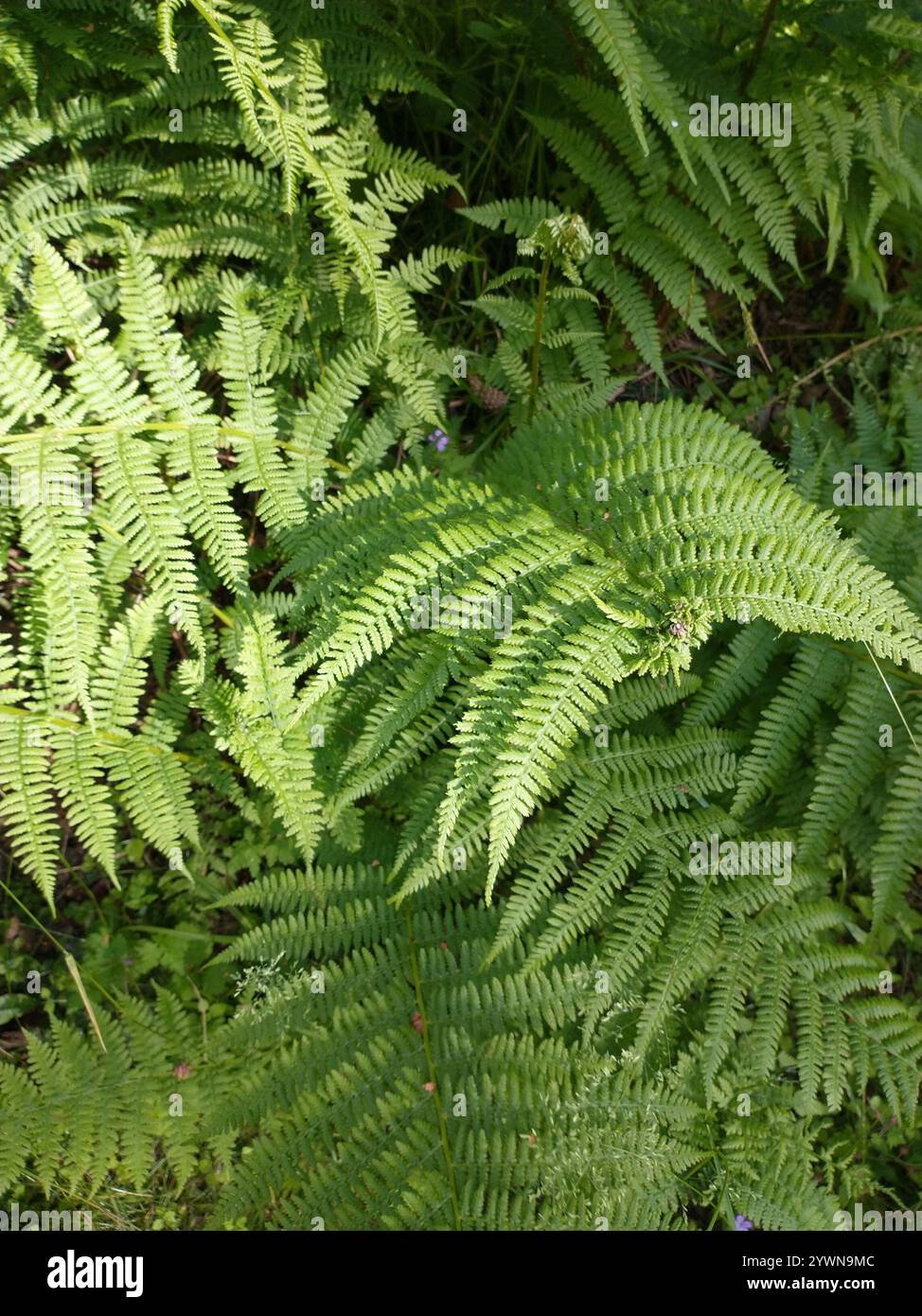 lady fern (Athyrium filix-femina Stock Photo - Alamy