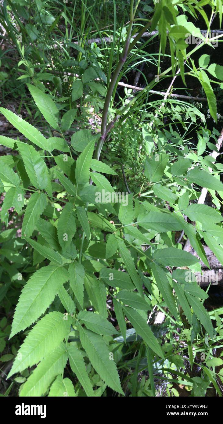 Water hemlock maculata hi-res stock photography and images - Alamy