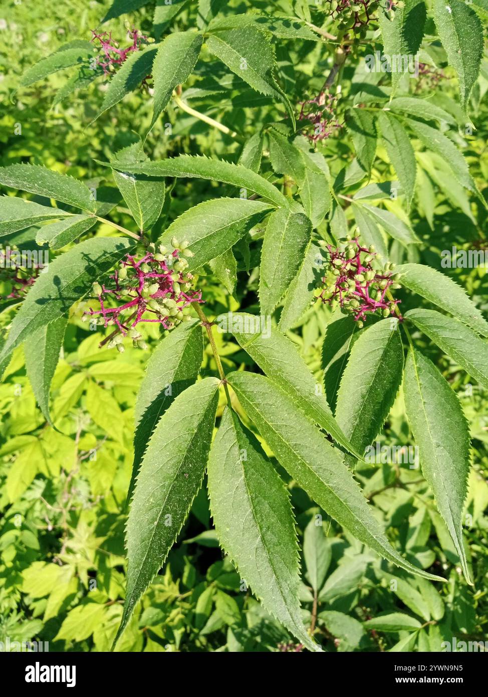 red-berried elder (Sambucus racemosa Stock Photo - Alamy