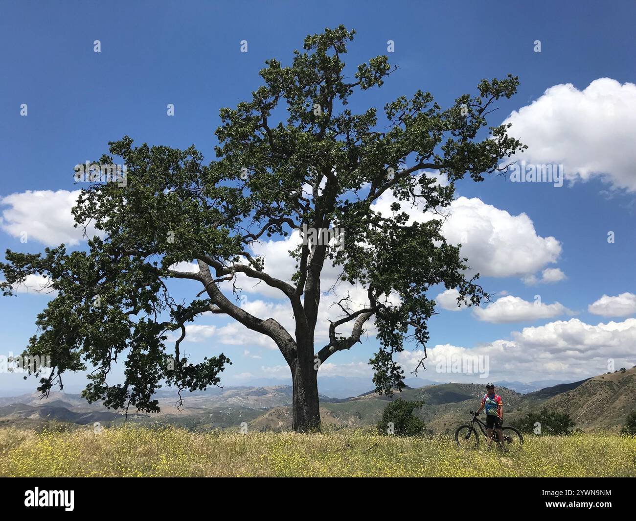 valley oak (Quercus lobata Stock Photo - Alamy