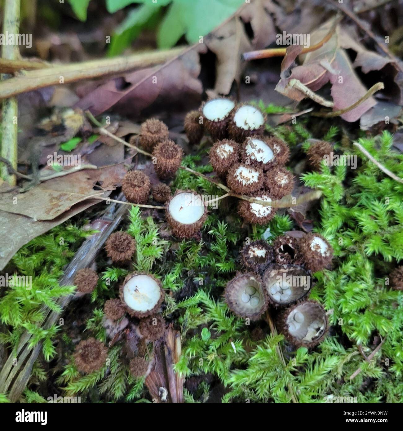 fluted bird's nest fungus (Cyathus striatus Stock Photo - Alamy
