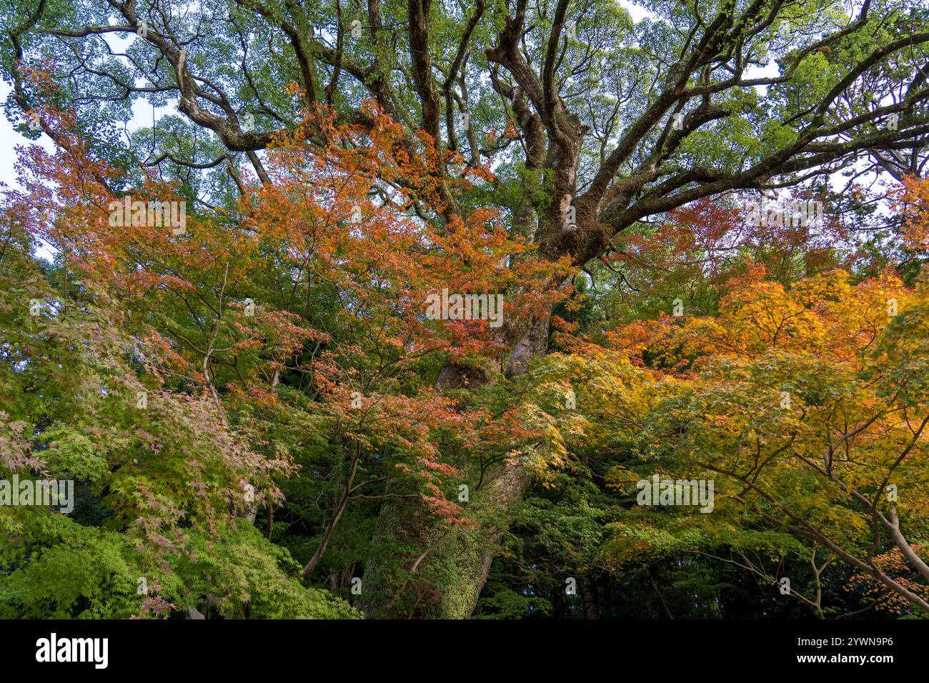 Fukuoka, Japan – November 15, 2022 :The camphor tree at Dazaifu ...