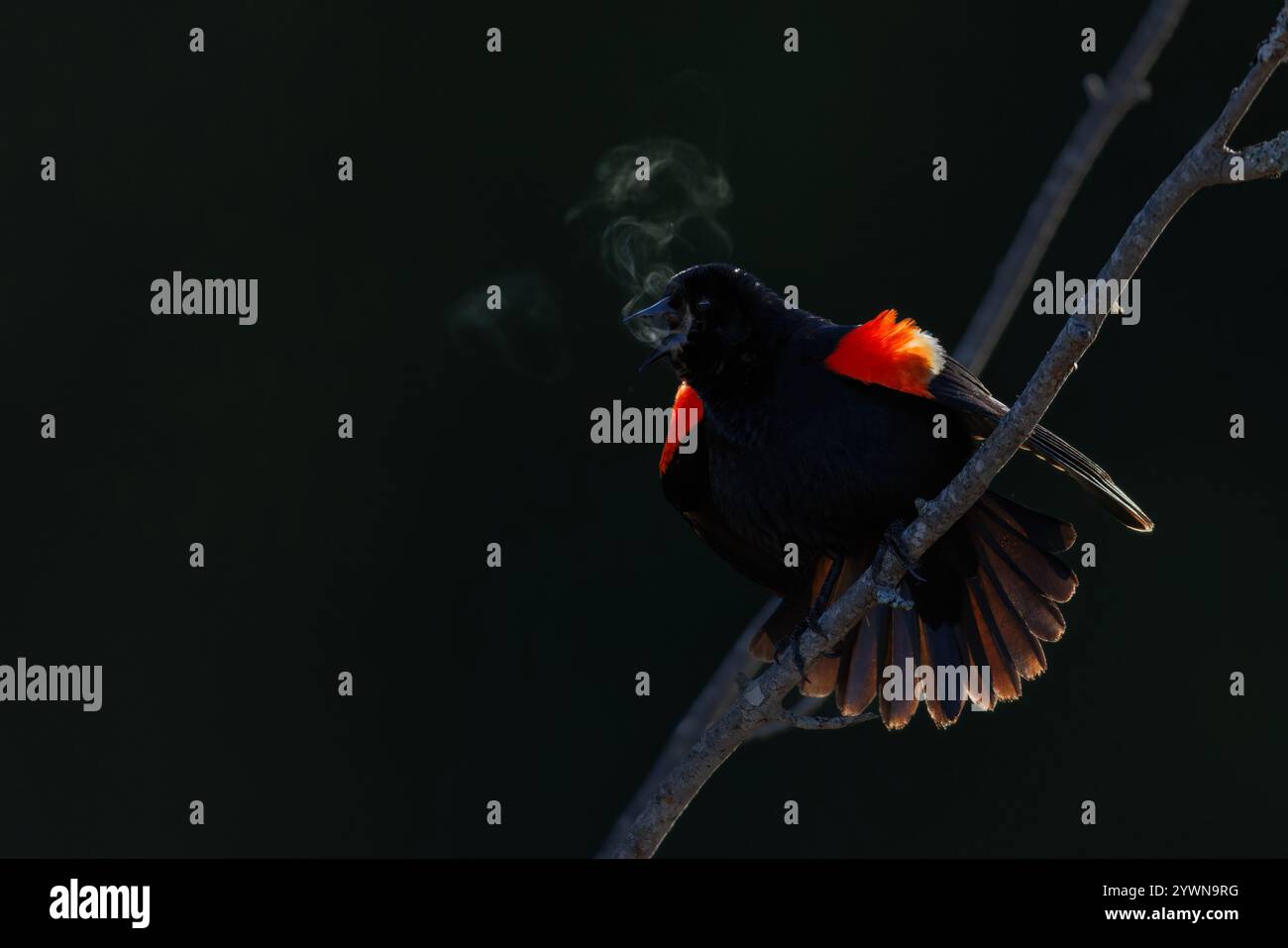 Blackbird patches hi-res stock photography and images - Alamy