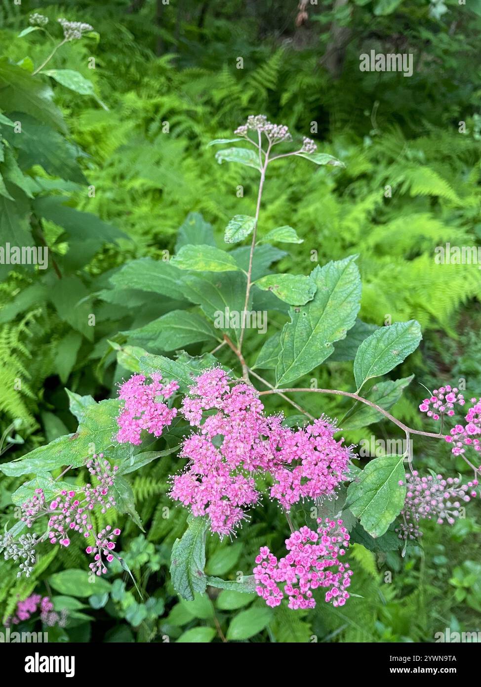 Japanese Spirea (Spiraea japonica Stock Photo - Alamy