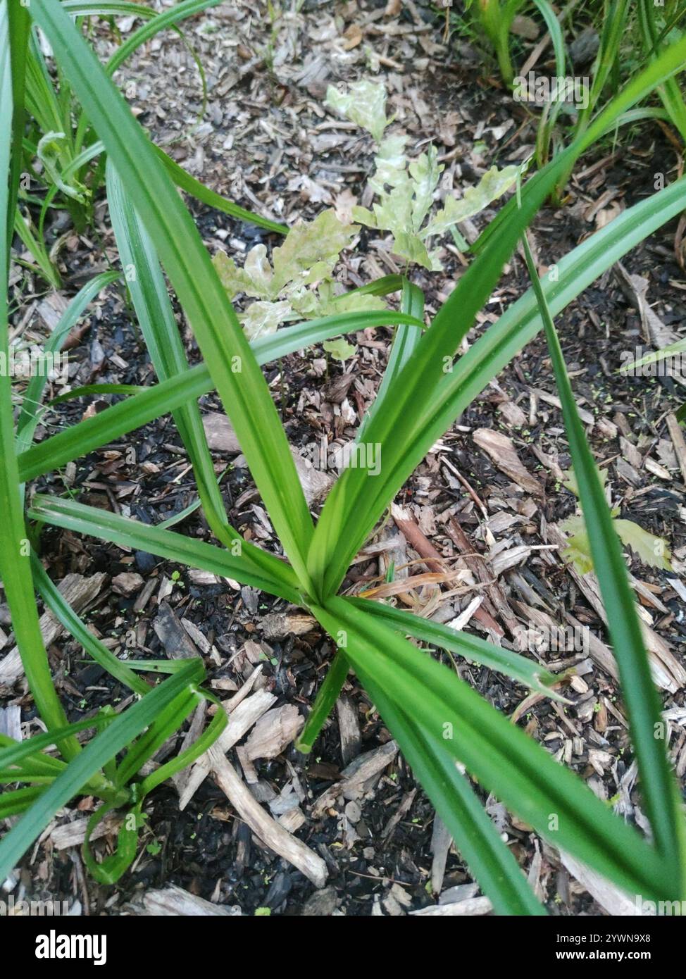 Wood Club-rush (Scirpus sylvaticus Stock Photo - Alamy