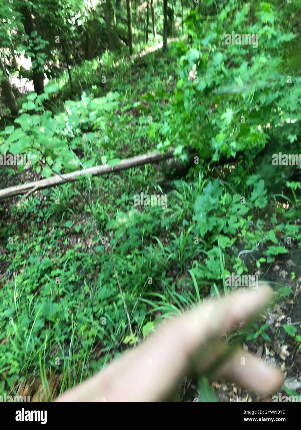 Variable Witchgrass (Dichanthelium commutatum commutatum Stock Photo ...