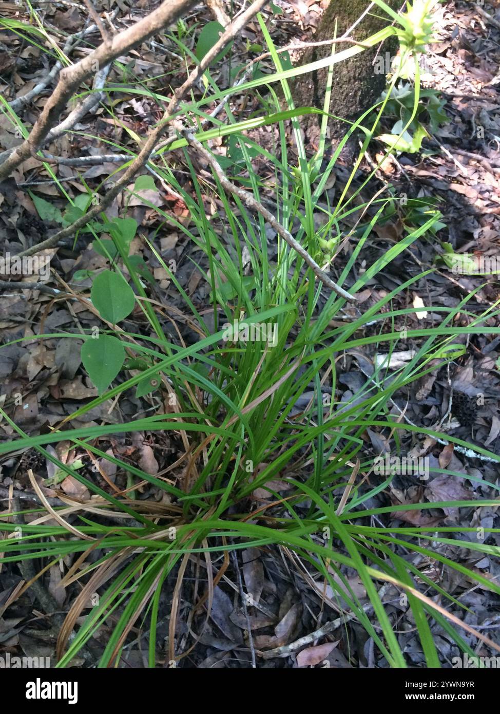 bladder sedge (Carex intumescens Stock Photo - Alamy