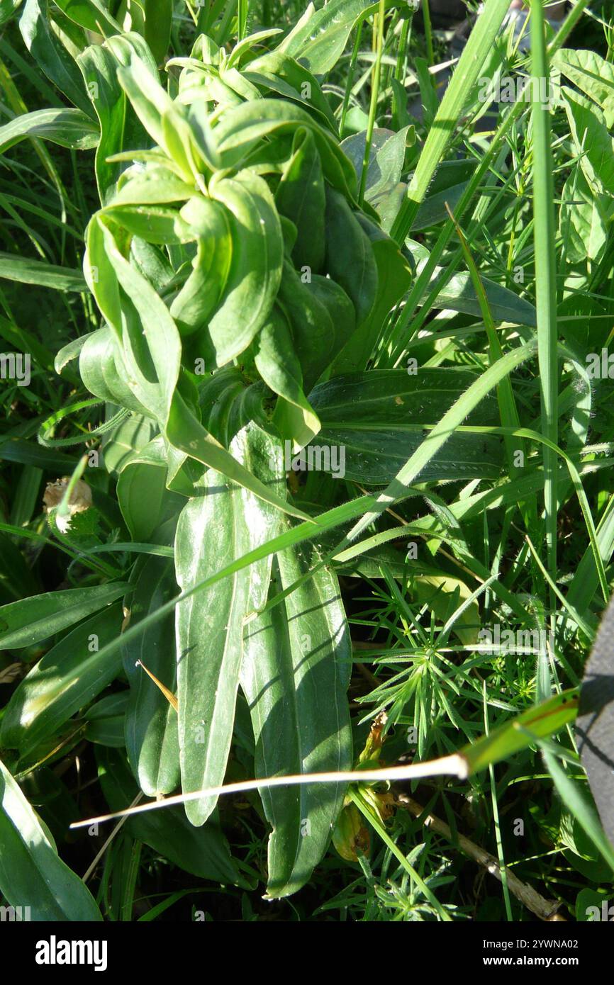 Cross Gentian (Gentiana cruciata Stock Photo - Alamy
