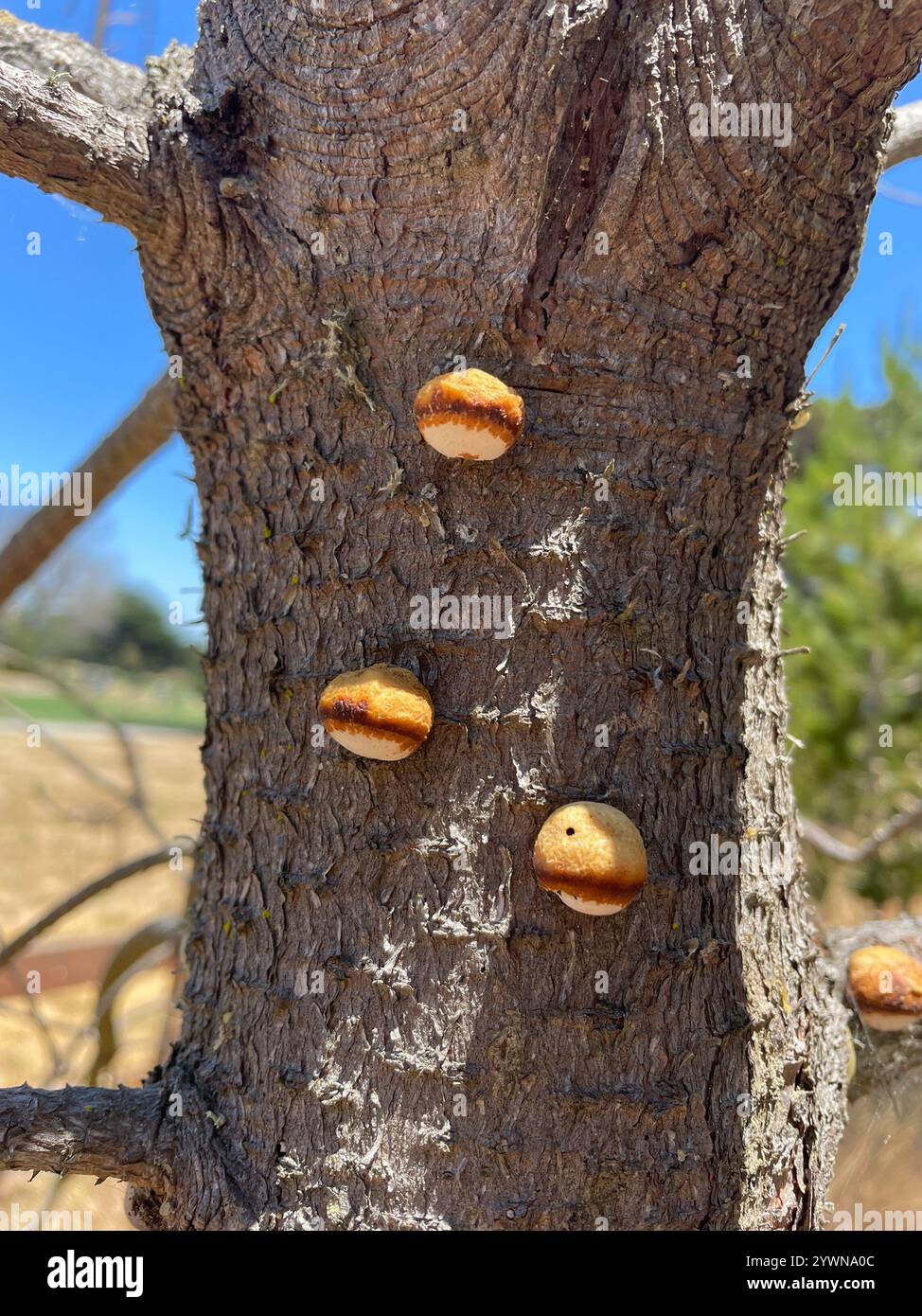 Cryptoporus hi-res stock photography and images - Alamy