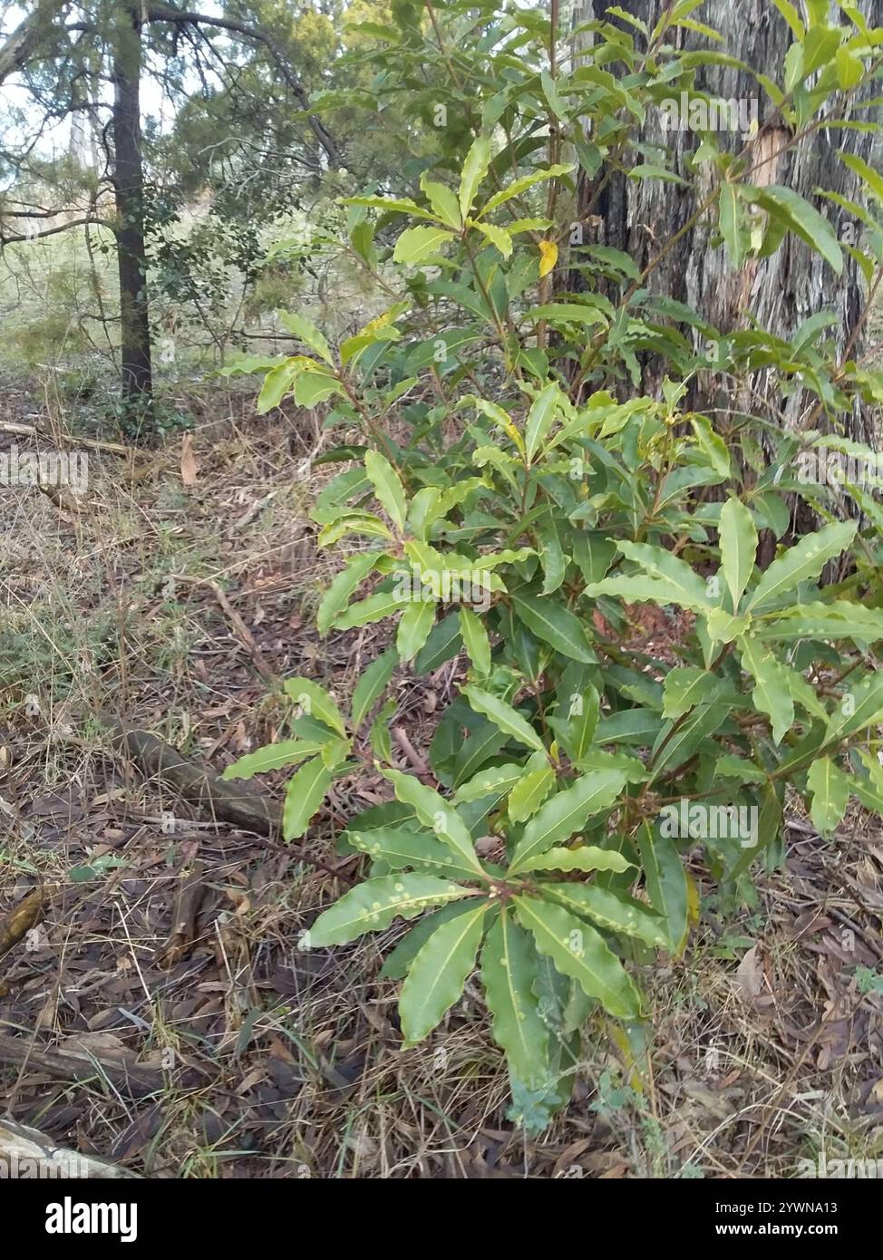 Australian Cheesewood (Pittosporum undulatum Stock Photo - Alamy