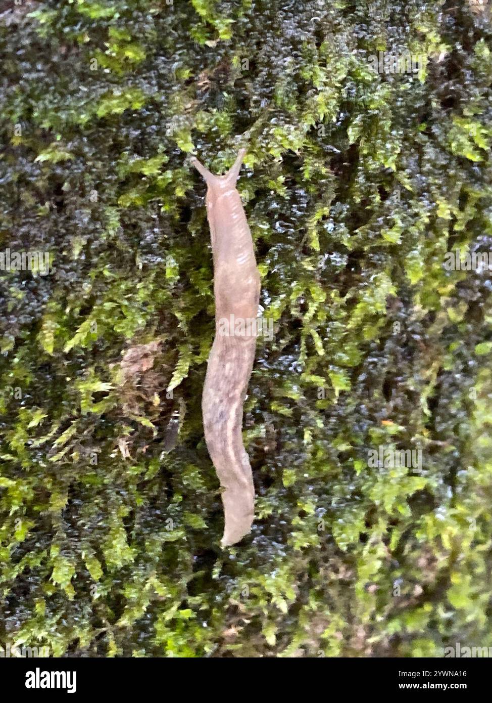 Tree slug (Lehmannia marginata Stock Photo - Alamy