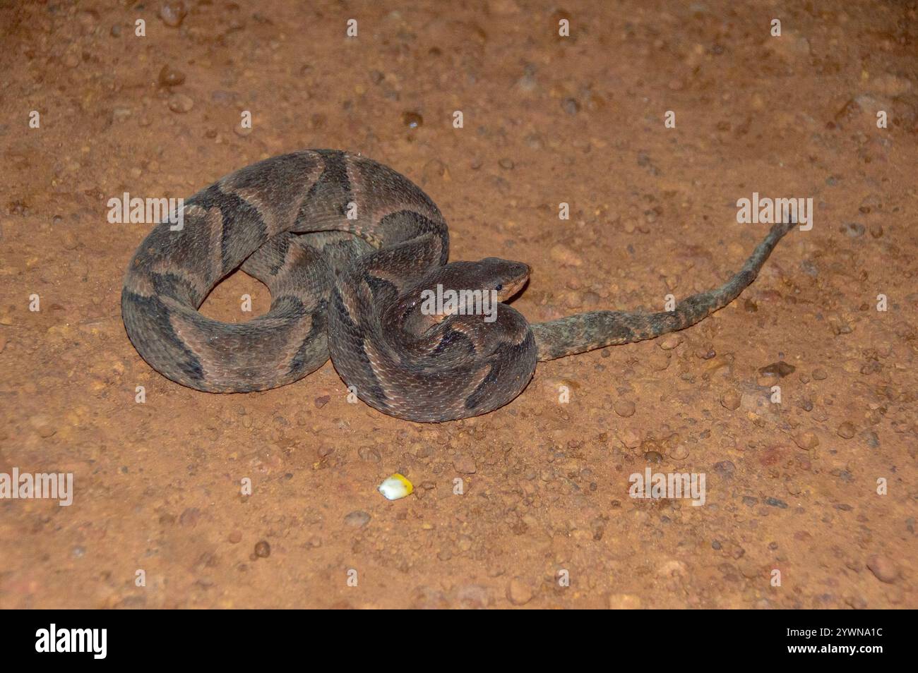 Bothrops moojeni hi-res stock photography and images - Alamy