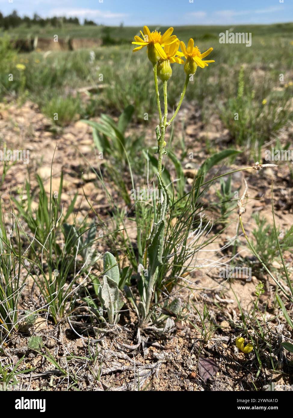 woolly groundsel (Packera cana Stock Photo - Alamy