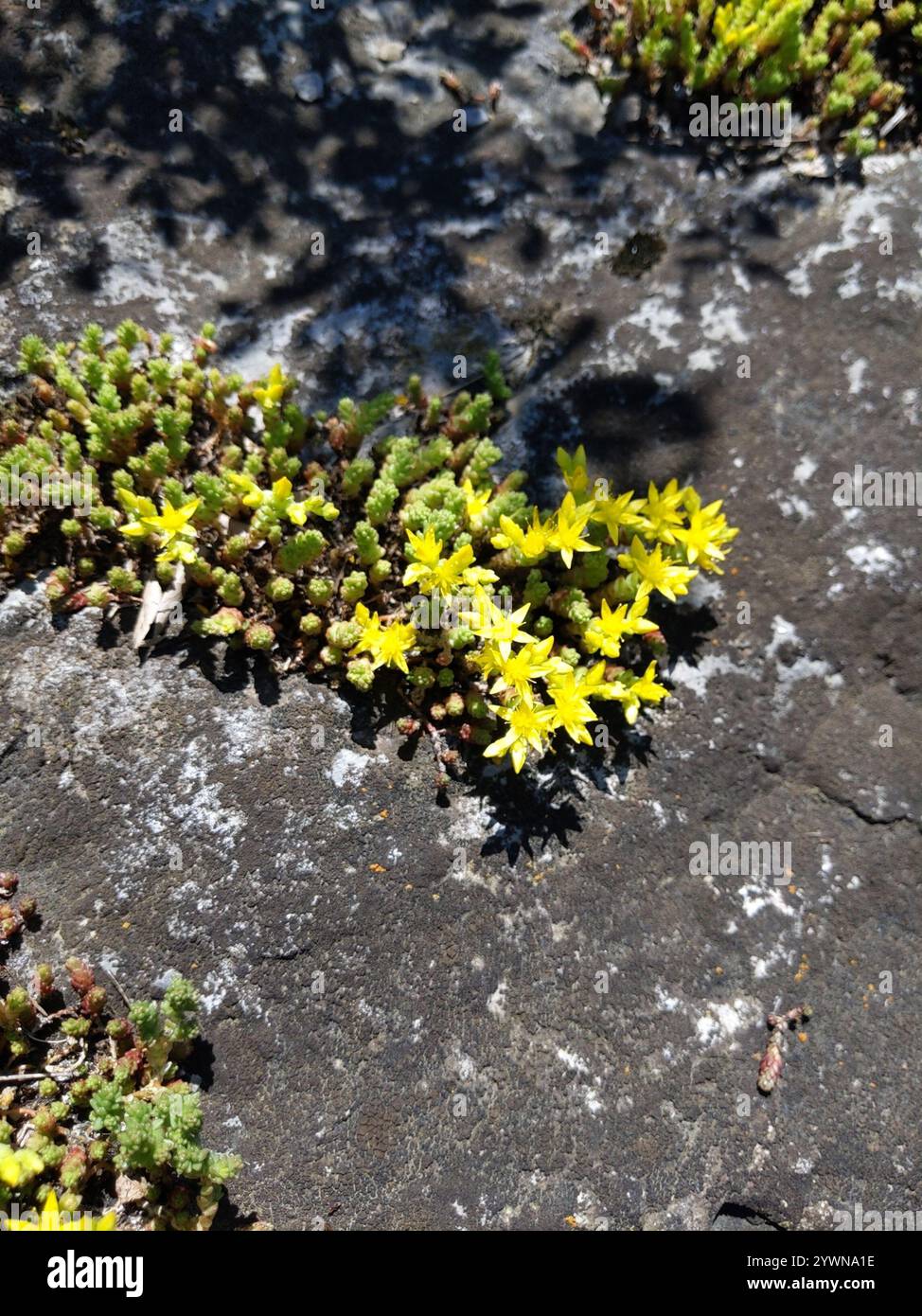 Biting Stonecrop (Sedum acre Stock Photo - Alamy