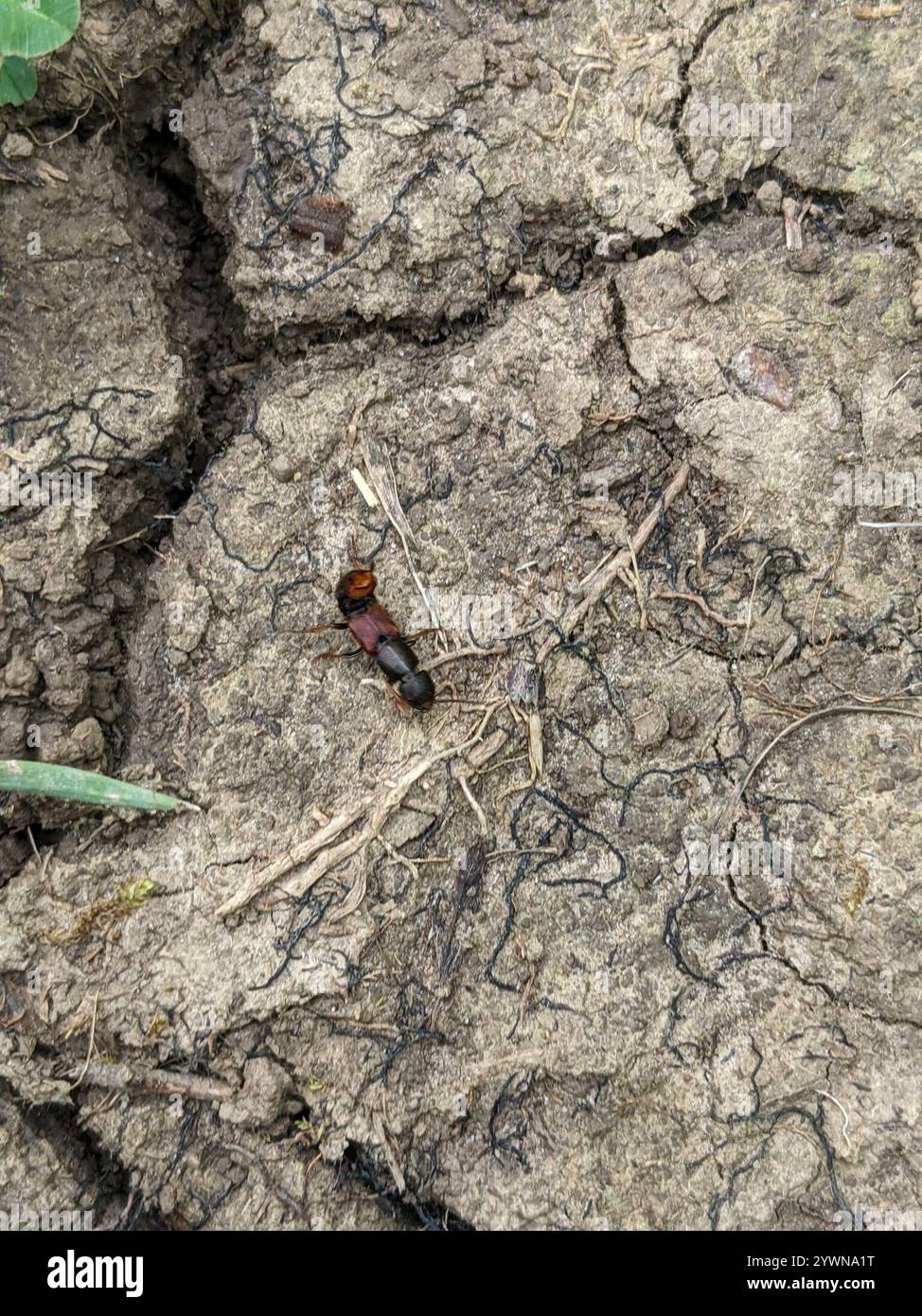 Cinnamon Rove Beetle (Platydracus cinnamopterus Stock Photo - Alamy