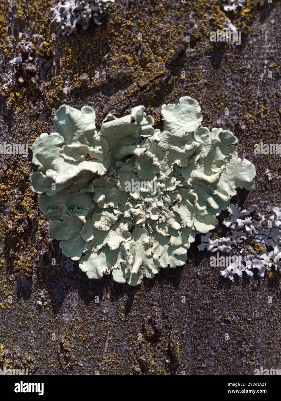 common greenshield lichen (Flavoparmelia caperata Stock Photo - Alamy