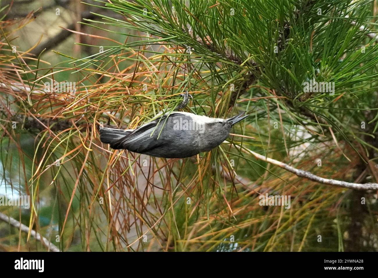 Pygmy Nuthatch (Sitta pygmaea Stock Photo - Alamy