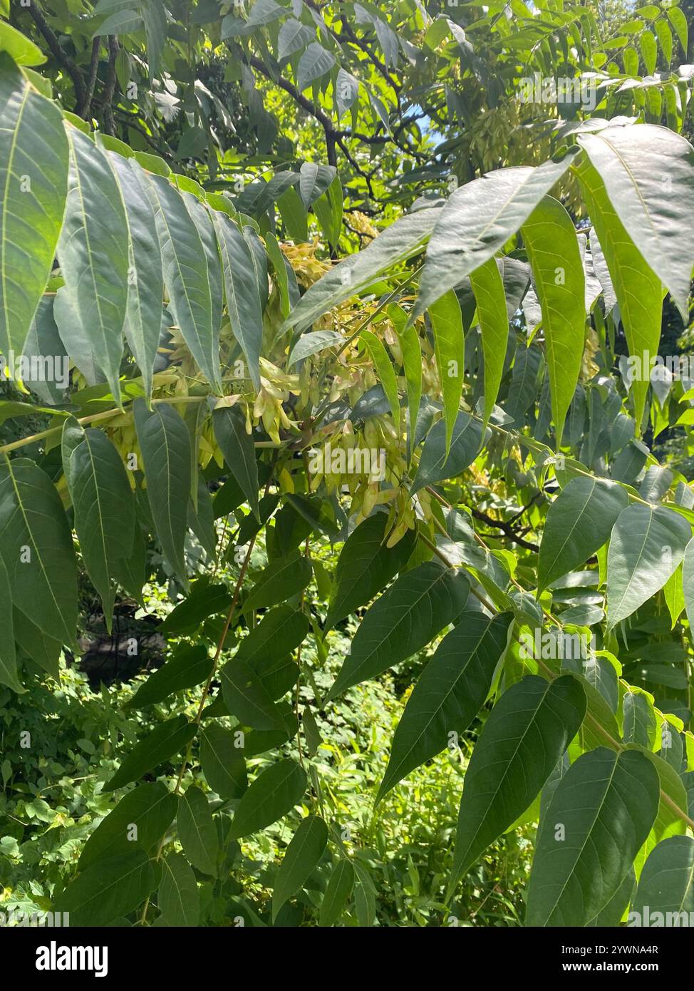 tree-of-heaven (Ailanthus altissima Stock Photo - Alamy