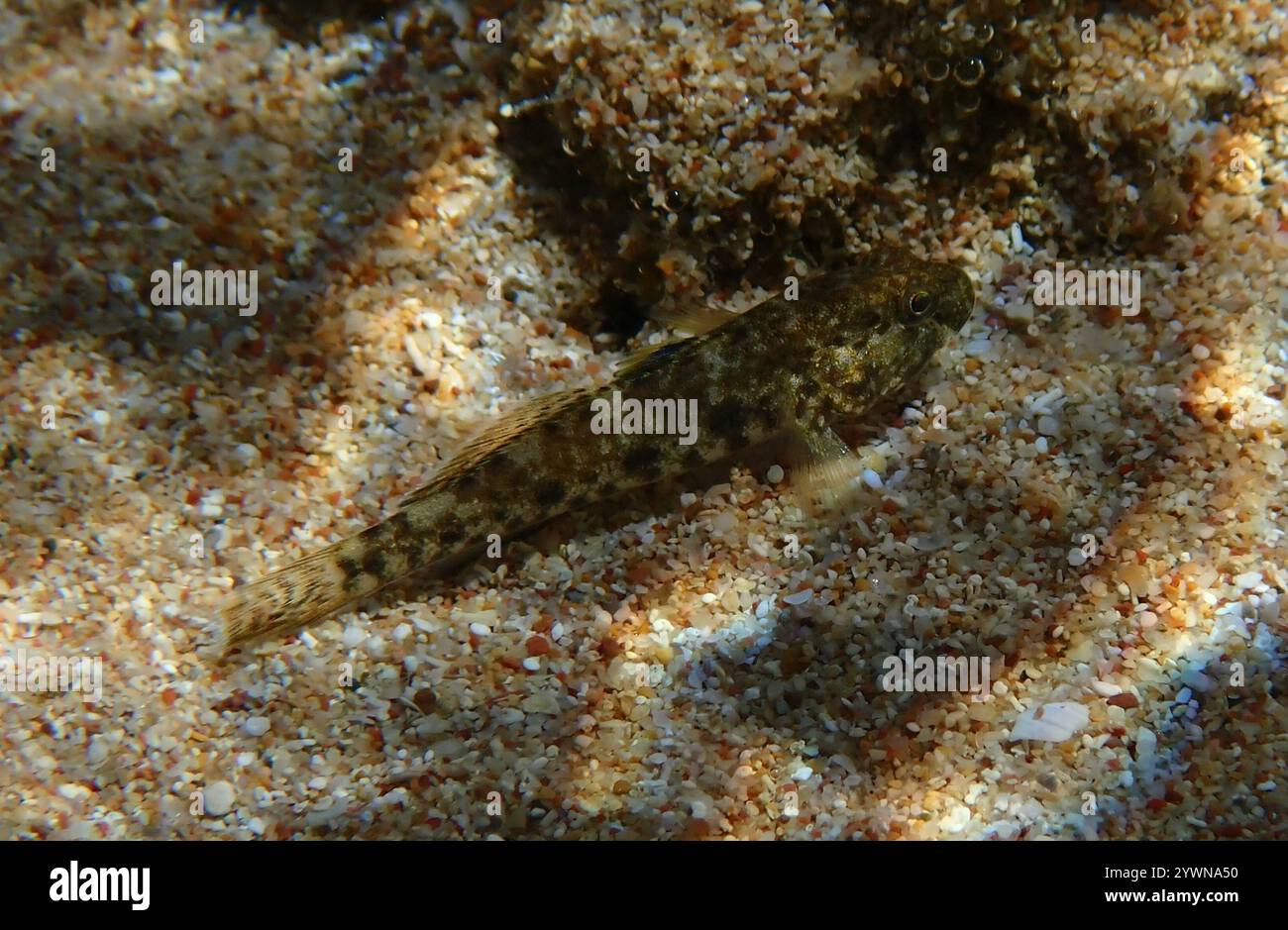 Gobius cobitis hi-res stock photography and images - Alamy