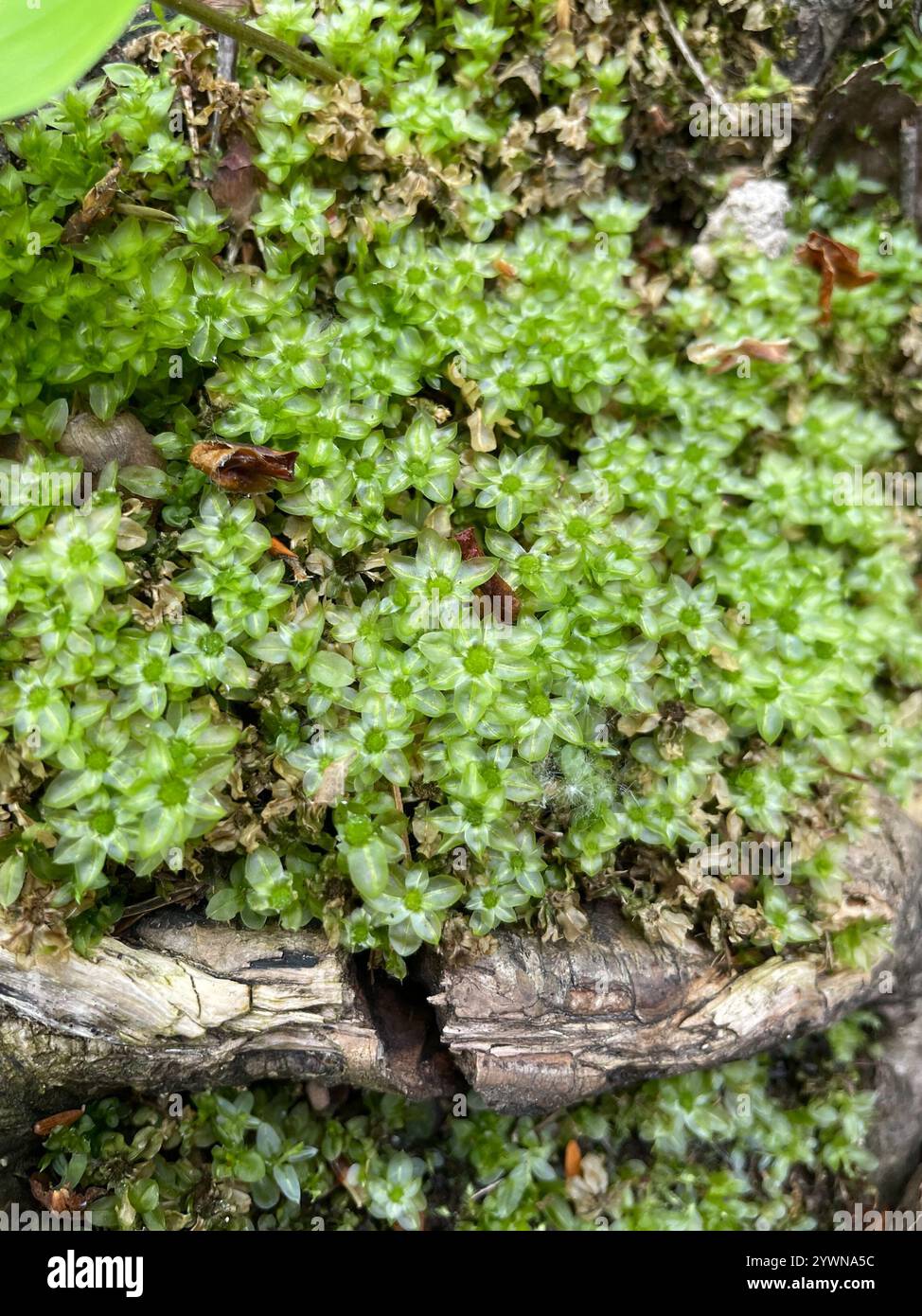 Thyme and Allied Mosses (Plagiomnium Stock Photo - Alamy