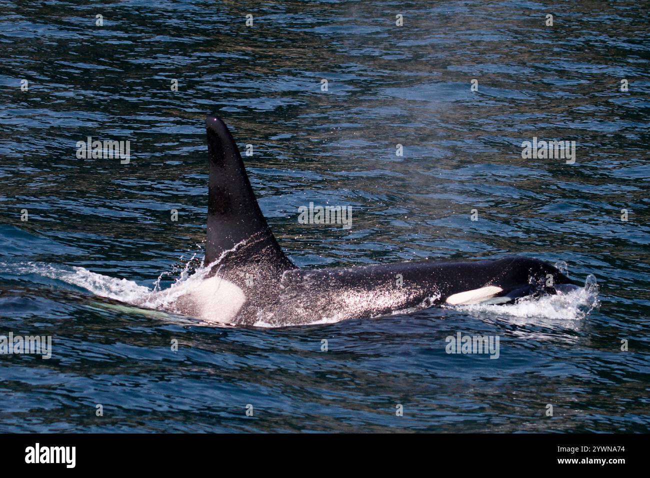 Orca (Orcinus orca Stock Photo - Alamy
