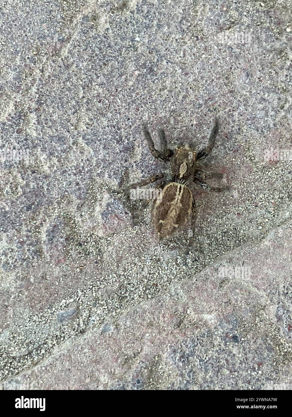 Pantropical Jumping Spider (Plexippus paykulli Stock Photo - Alamy