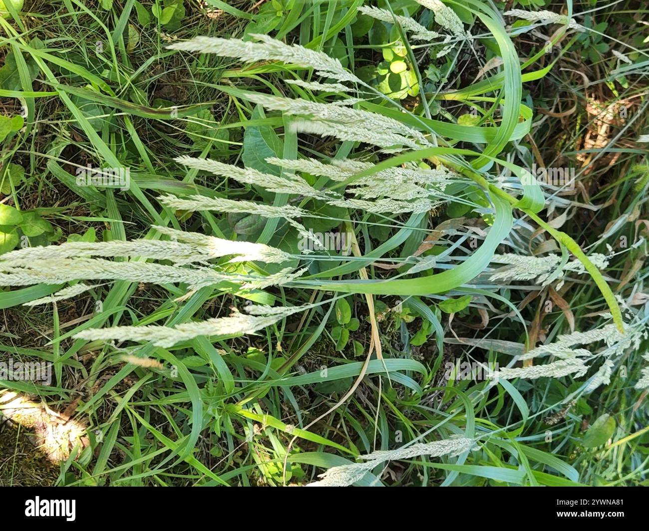 Yorkshire fog (Holcus lanatus Stock Photo - Alamy