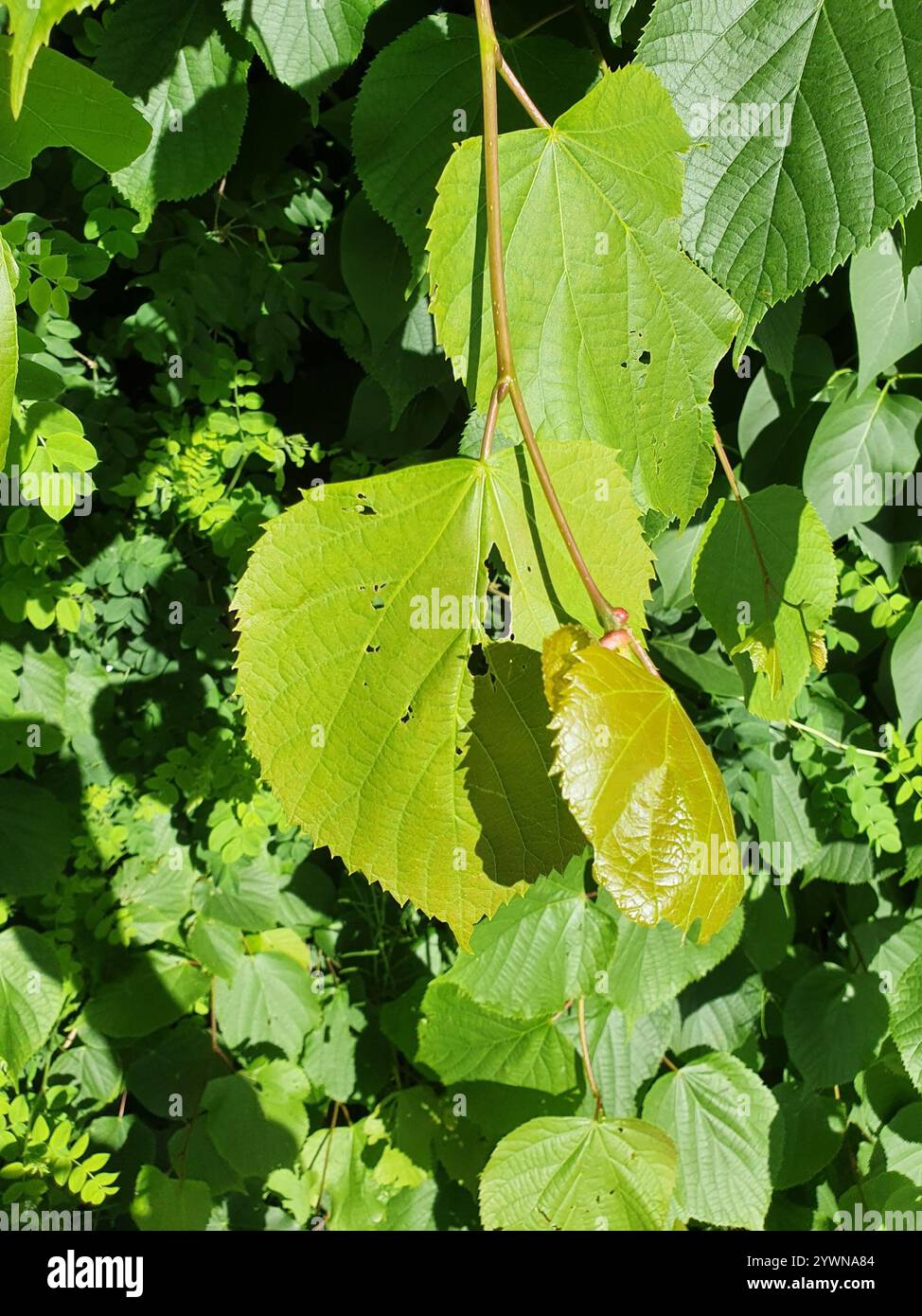 Contarinia hi-res stock photography and images - Alamy