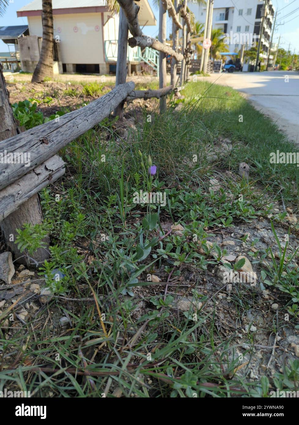 catchfly prairie gentian (Eustoma exaltatum Stock Photo - Alamy