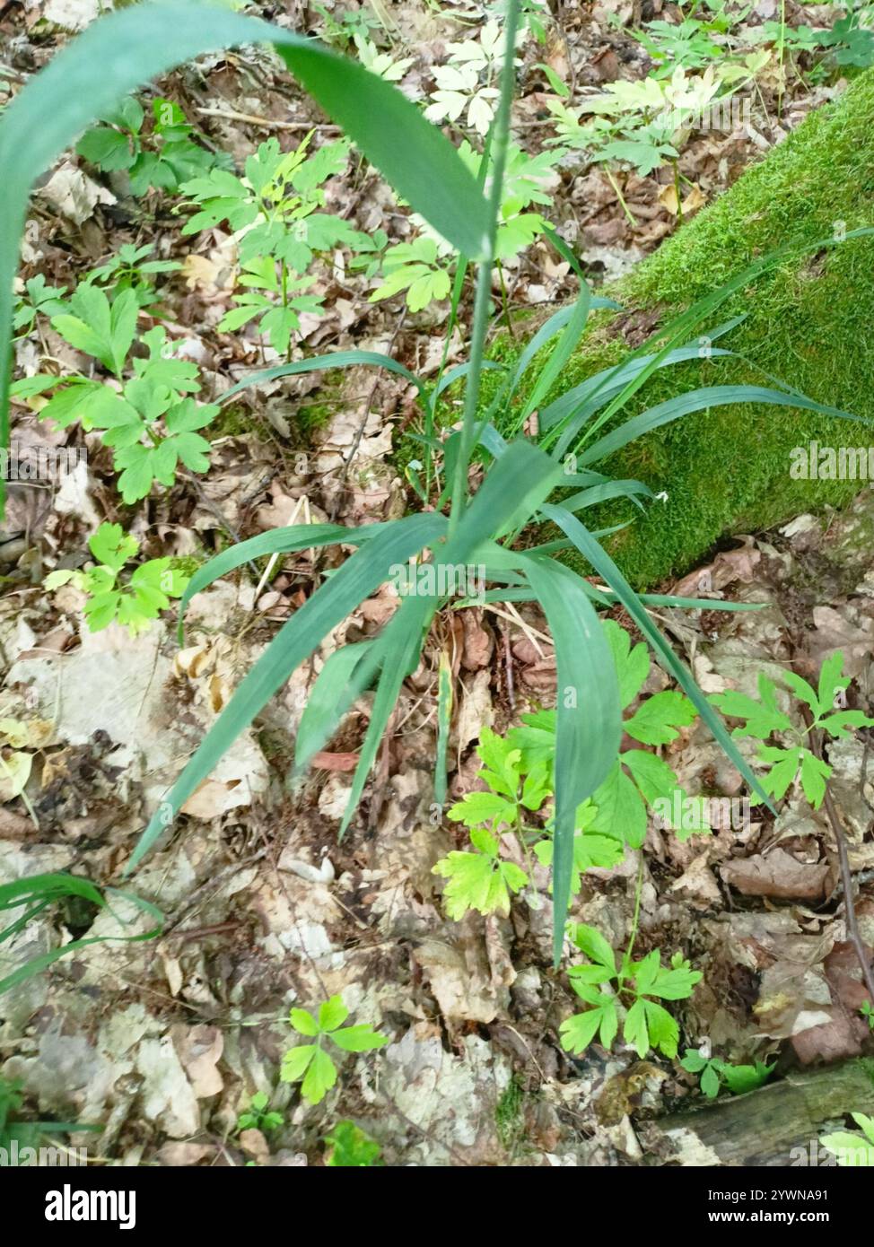 Wood Millet (Milium effusum Stock Photo - Alamy