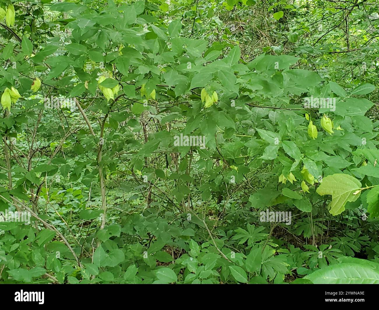 American bladdernut (Staphylea trifolia Stock Photo - Alamy