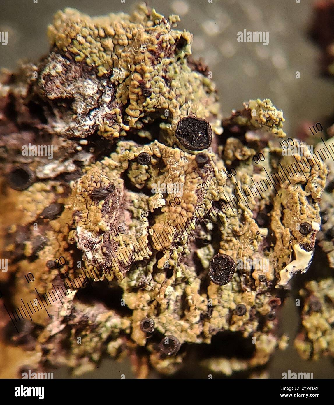 Lopadium hi-res stock photography and images - Alamy