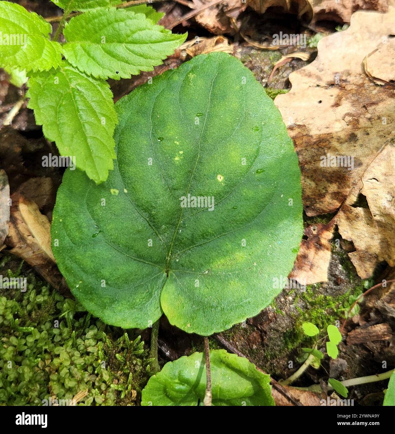 Round-leaved Violet (Viola rotundifolia Stock Photo - Alamy