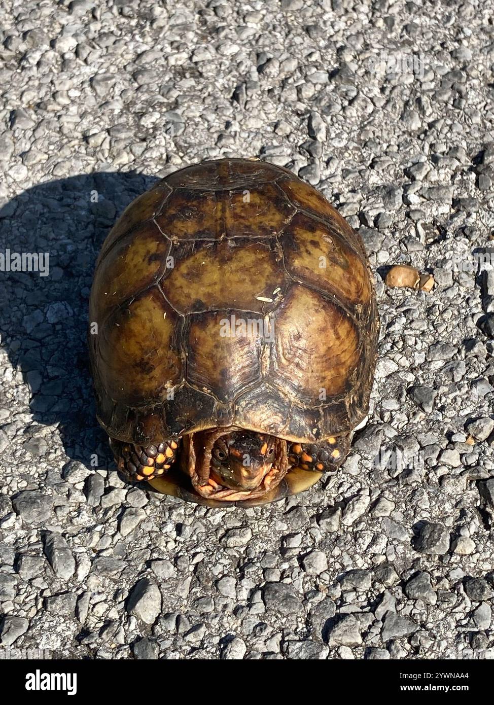 Box Turtles (Terrapene Stock Photo - Alamy